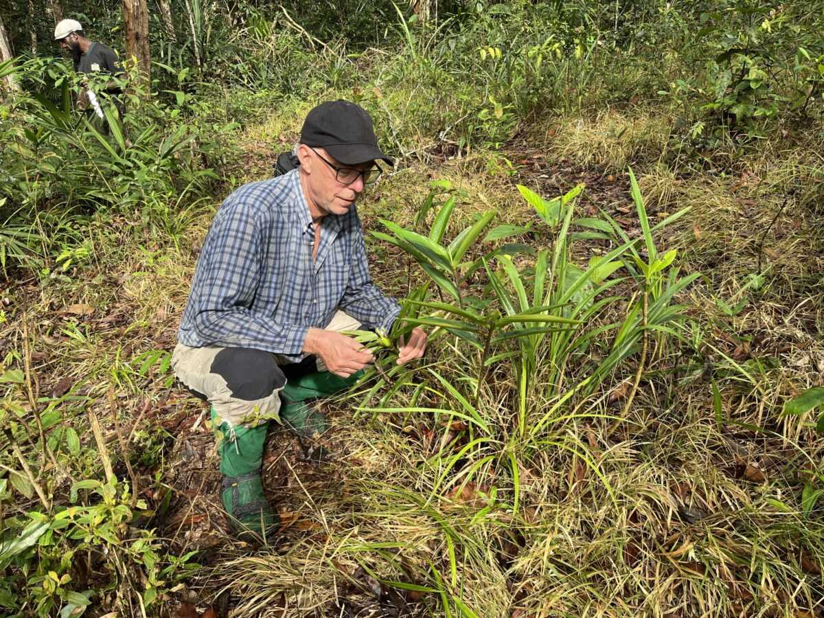 Scotland’s modern-day plant hunters uncover new species - Glasgow Report